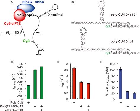Figure 2 From Dynamic Recognition Of The Mrna Cap By Saccharomyces