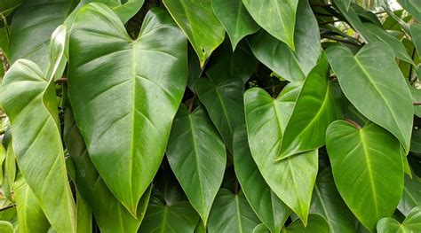 Philodendron Varieties 57 Different Types Of Philodendron