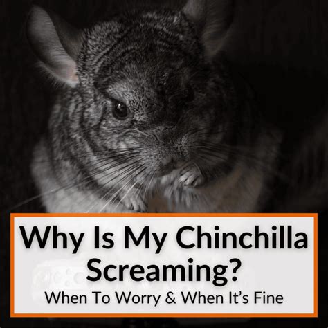 Chinchilla Reproduction Mating Behavior All Vital Info