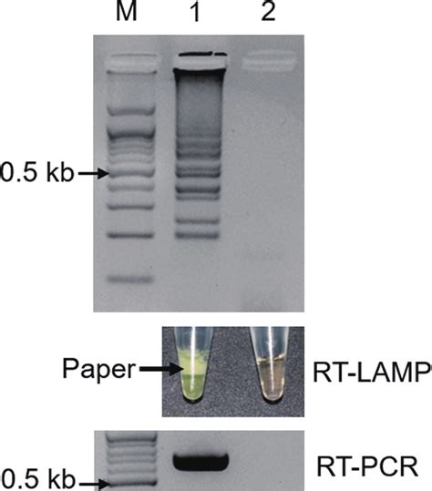 Evaluation Of Paper Based RNA Isolation For The Reverse Transcription
