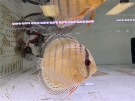 Red Spot Green Discus Wild Rio Nanay