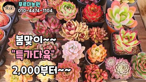 4월10일 ️봄맞이~특가다육~2000부터~🤗🌸다육판매다육식물korean Succulent Plants 多肉植物 특가다육숨막히게예쁜다육다육농장카드 Youtube