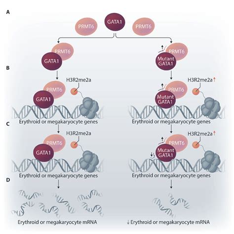 Haematologica Journal On Linkedin The Discovery Of A Novel Frameshift