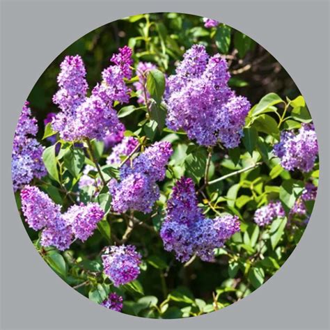 Border Shrubs The Siebenthaler Company