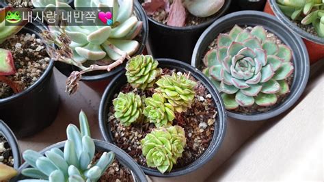 김제다육도매센타 다육식물 언박싱 이쁜이들 봐주셔요♡ Youtube
