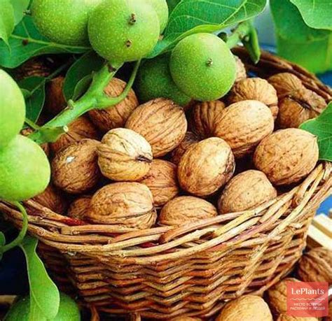 Орех грецкий 'Изящный' — описание сорта, характеристики | на LePlants.ru