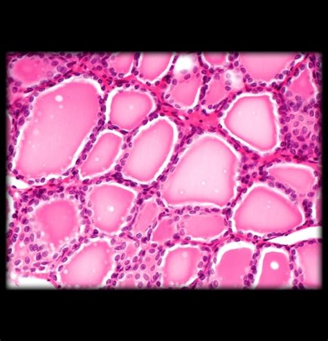 Biol 251 Lab 1 Flashcards Quizlet