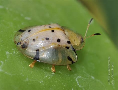 Photo 47394 Aspidimorpha Miliaris