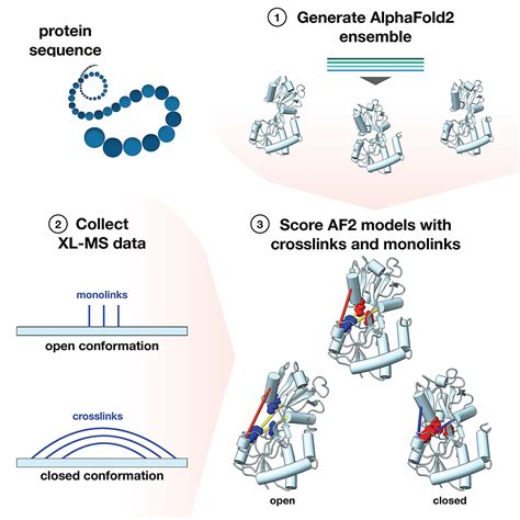 Unveiling Protein Flexibility With Alphafold2 And Crosslinking Mass