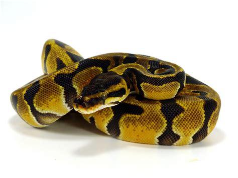 Morph List World Of Ball Pythons