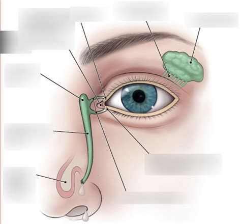 Label The Lacrimal Apparatus 2 Diagram Quizlet
