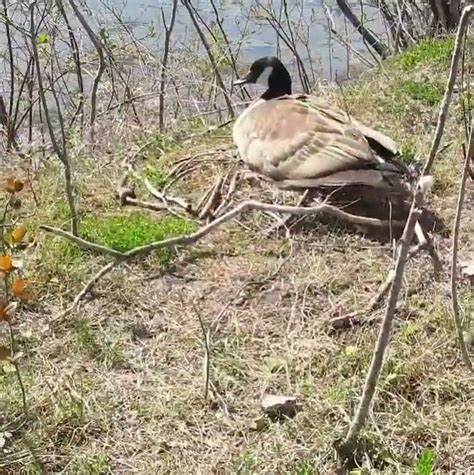 부화를 기다리는 기러기 부부 Youtube