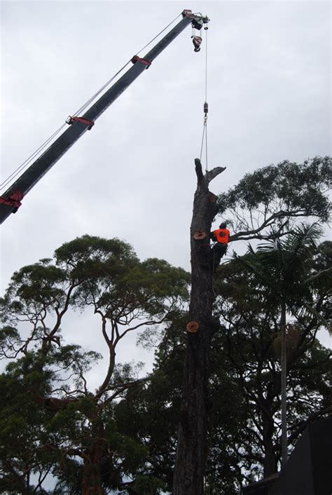 Professional Tree Arborist Sydney Aura Tree Services