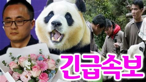 쉬샹 사육사는 다들 기뻐할 깜짝 소식 전했다 쓰촨성 워룽중화자이언트판다원 선수핑기지 직원 75명이 감동 눈물 흘렸다 쉬샹에게 꽃다발 건넸다 축하해 드디어 지옥에서