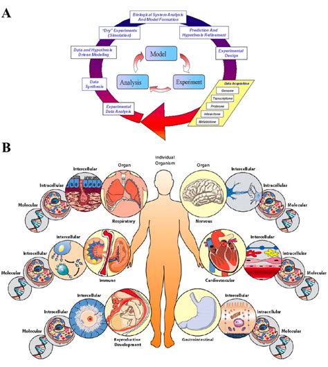 Examples Of Biological Models At Nancy Spradlin Blog
