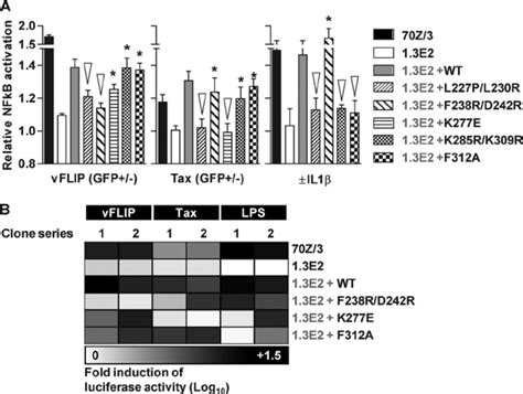 Activation Of The Classical Nf ␬ B Pathway Was Assessed In Wt 70z3