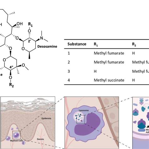 A Macrolide Core Structure With Possible Reaction Sites R1 And R2 Download Scientific