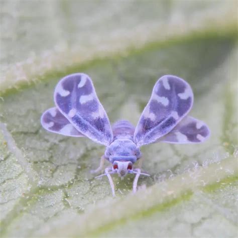 Can Anyone Tell Me What Is This Bug R Entomology