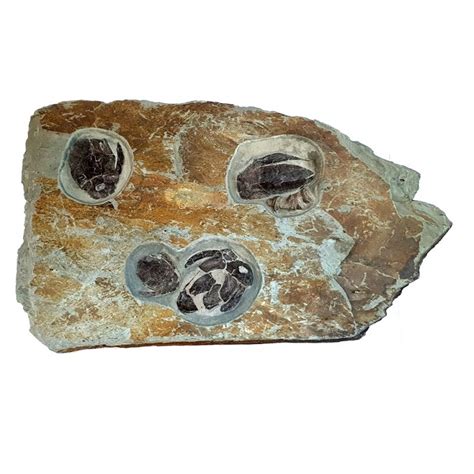 Bothriolepis Canadensis Multiple Plate