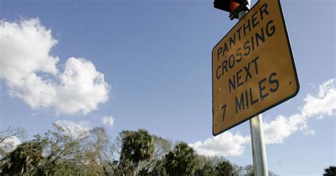 Endangered Florida Panther Killed By Vehicle Cbs Miami