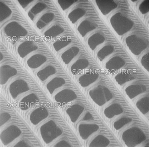 Butterfly Wing Scale Part Stock Image Science Source Images