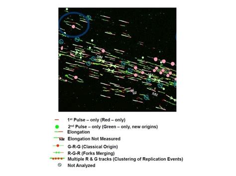 Dna Fiber Analysis