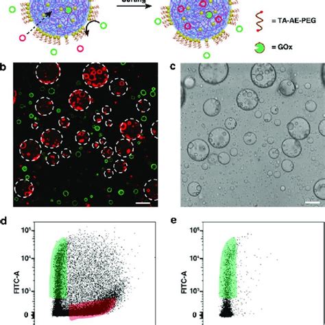 Protocell Sorting By Nanoparticle Caged Coacervate Microdroplets A