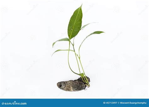 Mango Tree Seedling With Roots Stock Image Image 45712497