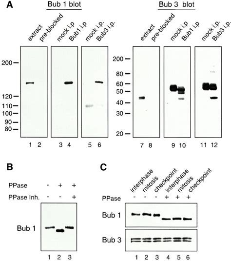 Analysis Of Bub1 And Bub3 From Xenopus Egg Extracts A Download Scientific Diagram
