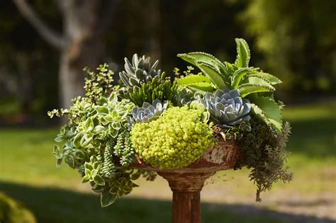 Six Tips For Creating Beautiful Outdoor Container Gardens Pleasant View Gardens