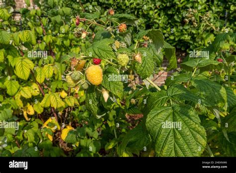 Close Up Of Raspberries Raspberry Bush Bushes Plant Fall Gold Growing Ripening In Late Summer