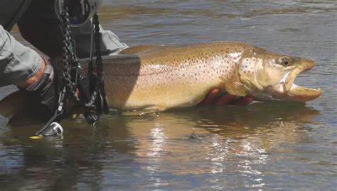 Video Small Stream Trout On The South Island Orvis News
