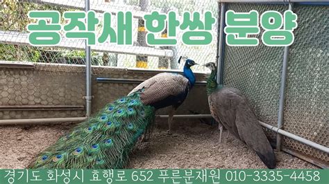 화려한 공작새 한쌍 분양 Youtube