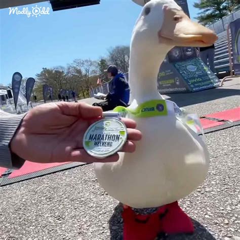 Duck Wears Running Shoes For Marathon Wins Medal And T Shirt