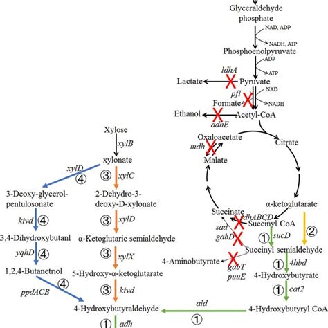 Metabolic Pathways For The Production Of 12 Propanediol 12 Pdo A