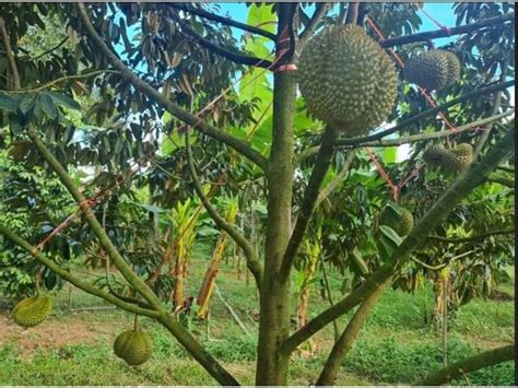 สวนทุเรียน1ไร่แถวนายายอาม จ จันทบุรี ที่ดินร้อยแปด คอม