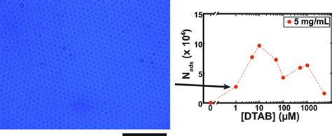 7 The Number Of Adsorbed Particles N Ads At The Airwater Interface