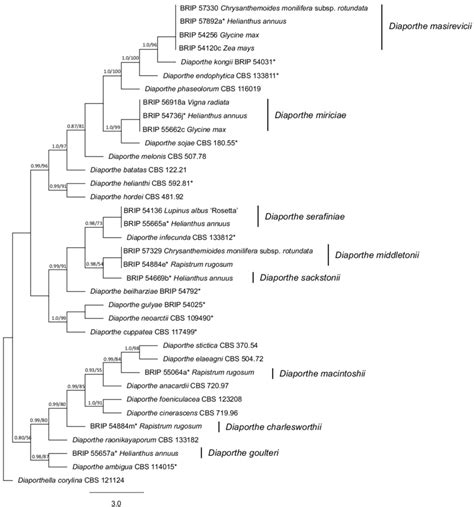 Phylogenetic Tree Based On The Combined Multilocus ITS TEF And BT Download Scientific