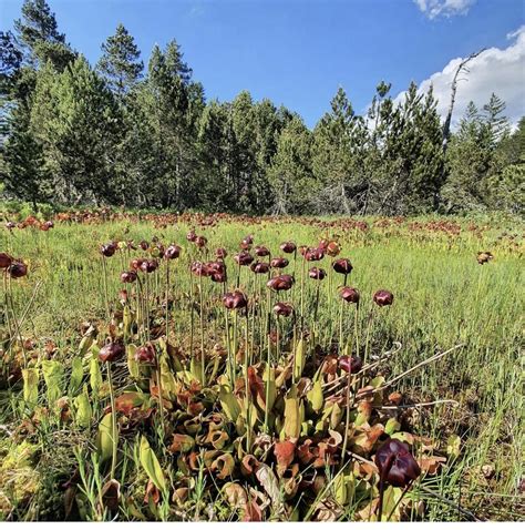 Sarracenia Purpurea Pitcher Plant For Sale Canada