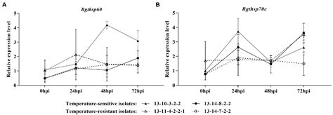 Frontiers Key Infection Stages Defending Heat Stress In High Temperature Resistant Blumeria