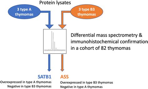 Proteomic Analysis Identifies Argininosuccinate Synthetase 1 And Special At‐rich Sequence
