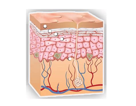 Label The Epidermis 5 Sublayers Quiz