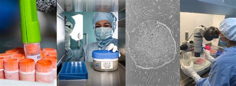 Nibsc Uk Stem Cell Bank