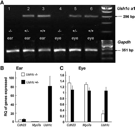 Rt Pcr A And Real Time Rt Pcr B Analysis Of Gene Expression In Ko