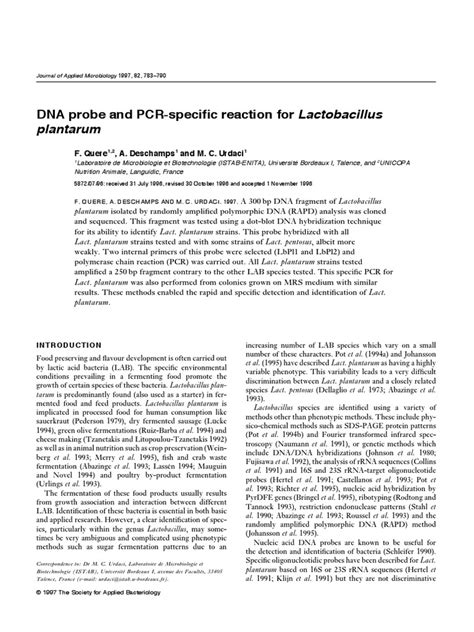 1996 Dna Probe And Pcr Specific Reaction For Lactobacillus Plantarum Pdf Polymerase Chain