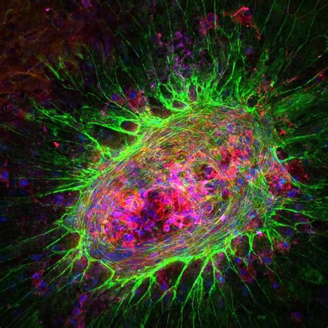 Scientist Spotlight Enrico Radaelli Dvm Phd Decvp Vectorlabs