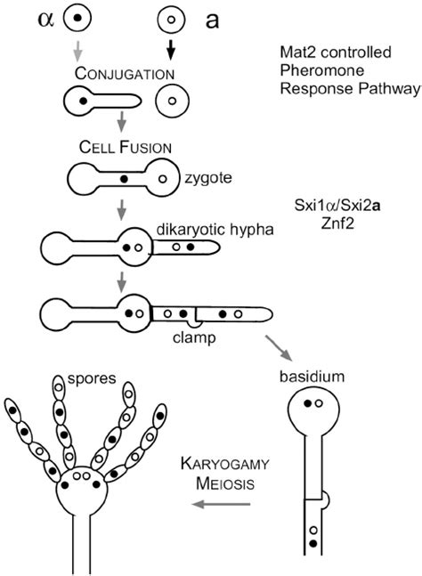 Bisexual Mating Of Cryptococcus Neoformans Under Mating Inducing