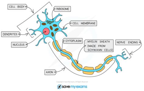 Topic 1 Cell Biology Flashcards Quizlet
