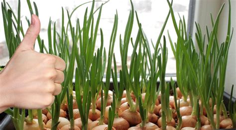 Як виростити зелену цибулю вдома без землі Свіжа зелень завжди під рукою