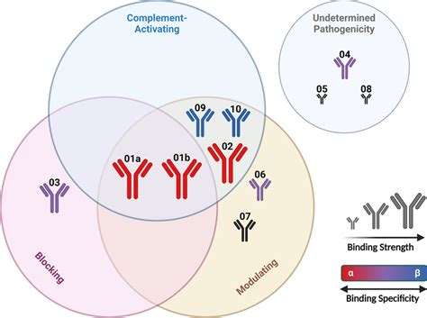 Diagram Illustrating Binding Properties And Overlapping Pathogenic